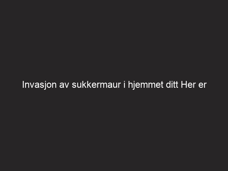 Invasjon av sukkermaur i hjemmet ditt Her er hvordan du blir kvitt dem ...